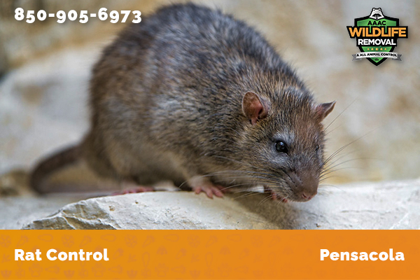 Pensacola Rat Control | Rat Exterminator and Cleanup Services